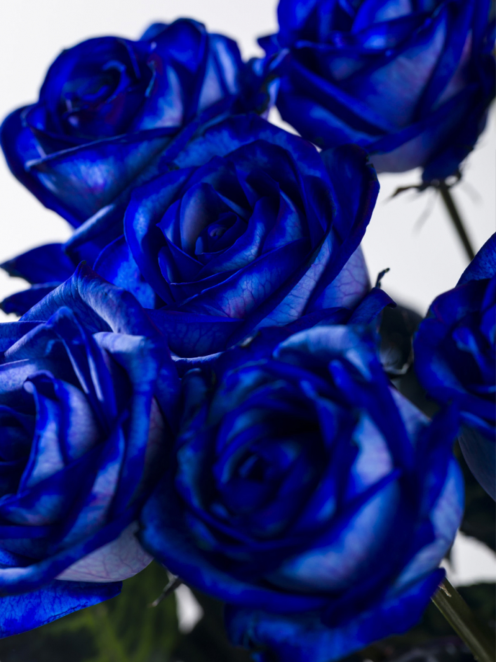 Blue Roses Tumblr