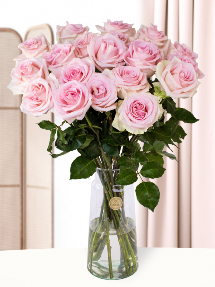Soft Pink Roses New Dawn