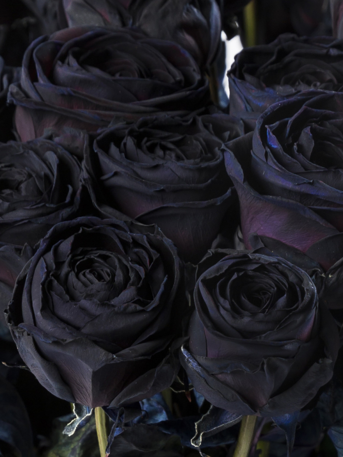 Black Roses Images Black Mamba Bouquet | Fresh Black Roses