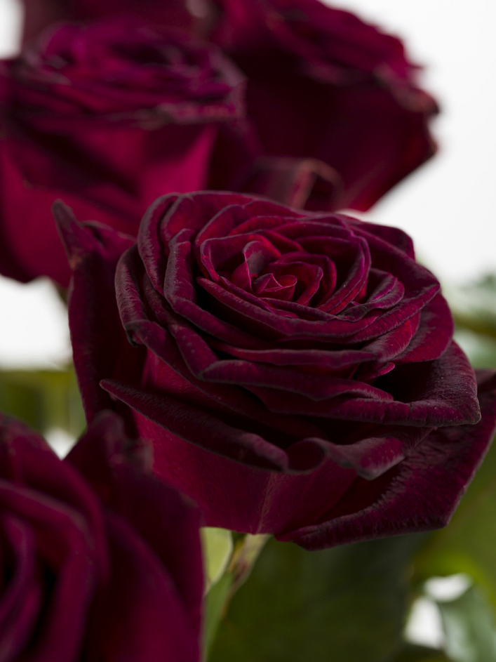 Dark red rose store