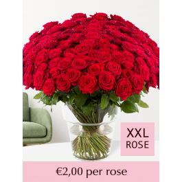 500 till 1001 red roses | Surprose.com