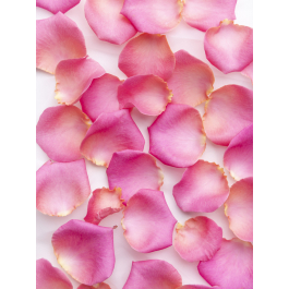 Pink rose petals | Rose petal scattering | SURPROSE.COM