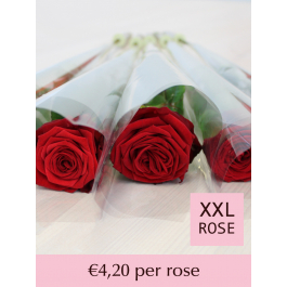 Red roses packed per piece - Order Red Naomi | Surprose.com