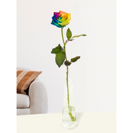 Single rainbow rose, including glass vase | De rozenspecialist!