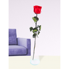 Single red long life rose including vase | SURPROSE