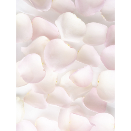 Order soft pink rose petals | WWW.SURPROSE.COM