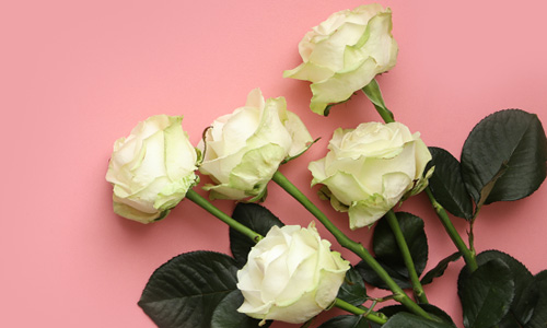 Blog: Meaning of rose colours