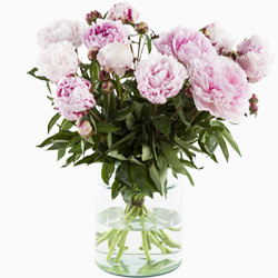 Order Peonies - Order Fresh Peonies Online | SURPROSE.COM