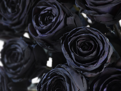 Surprose.com: Order roses online | Delivery in NL, DE and BE